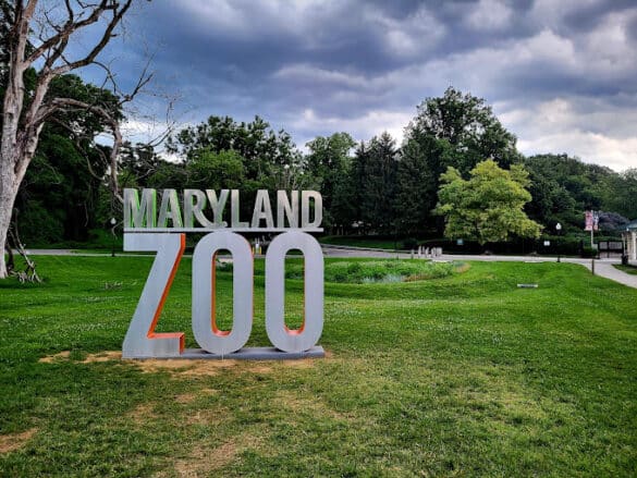 Things To Do In The Maryland Zoo in Baltimore: Find Attractive Exhibits ...